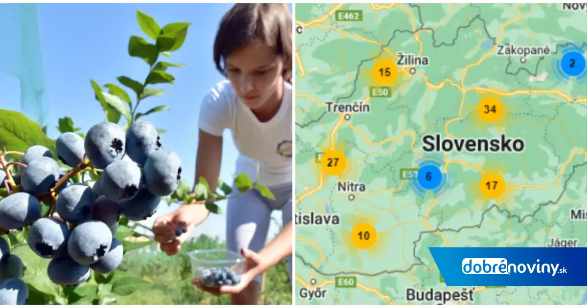 Čučoriedková MAPA Slovenska: Pozrite sa, v ktorých častiach si ...