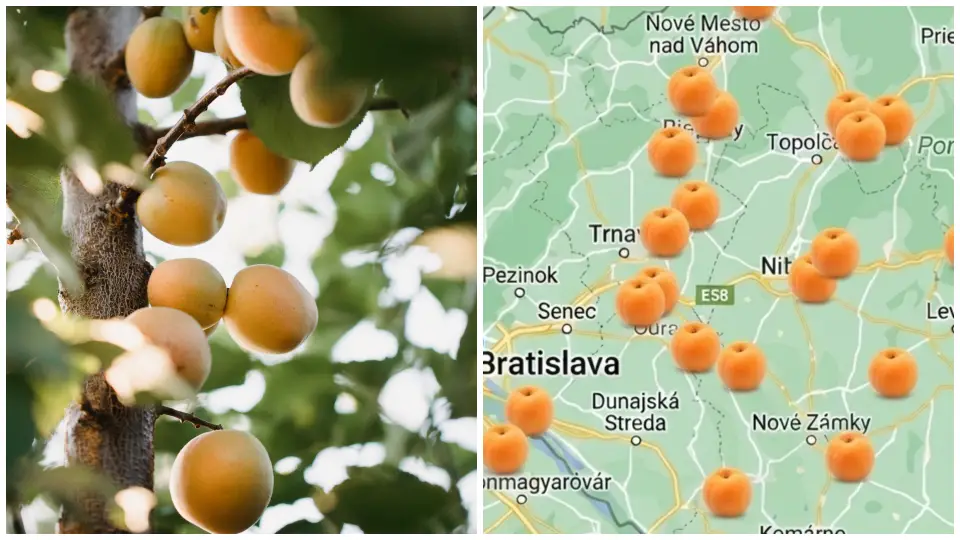 Priamo zo stromu aj za lepšie ceny. Veľká marhuľová MAPA vám ukáže, kde ...